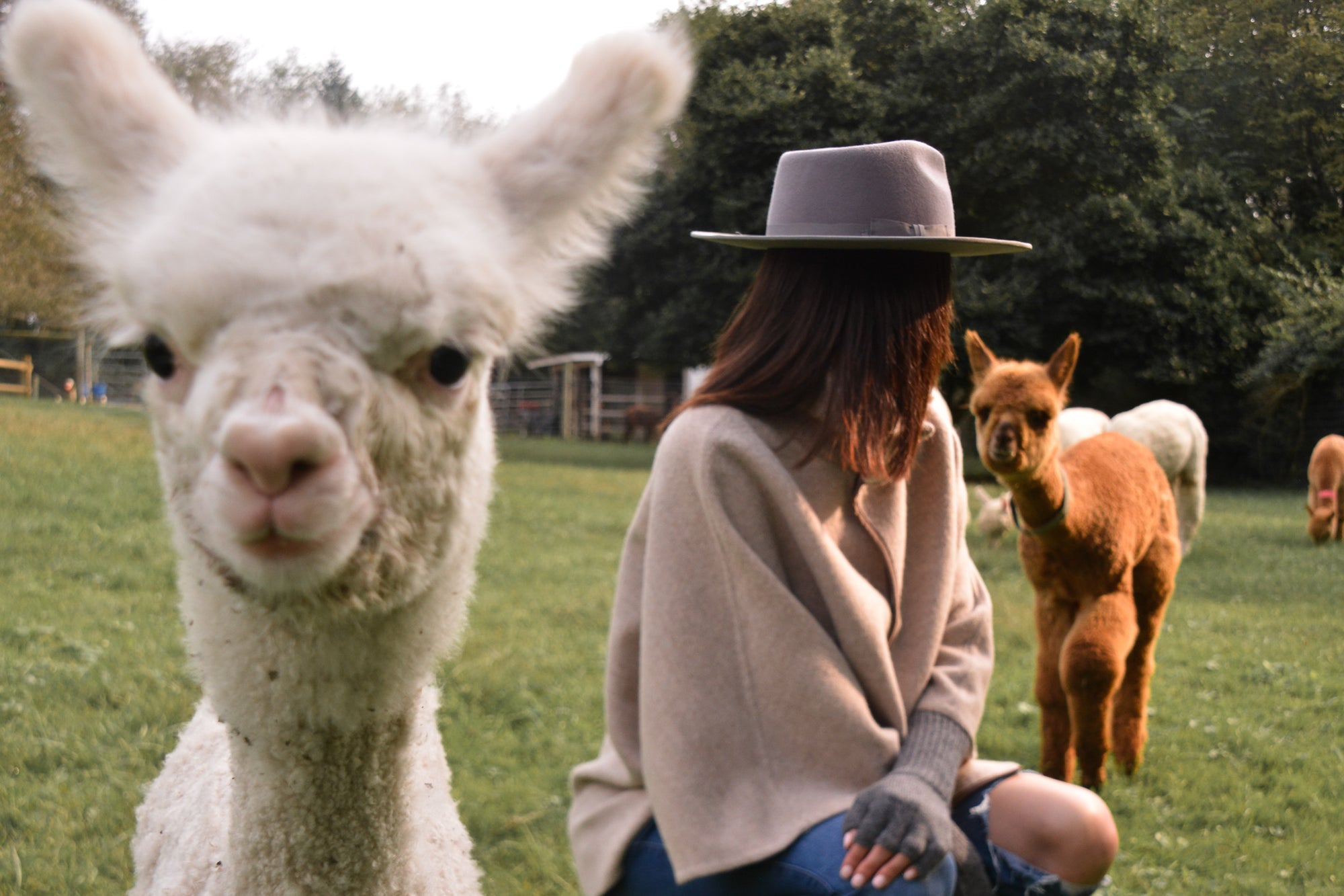 Shalimar Alpacas